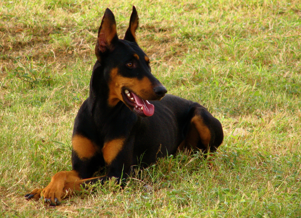 7 Best Guard Dog Breeds To Protect Your Home 24/7
