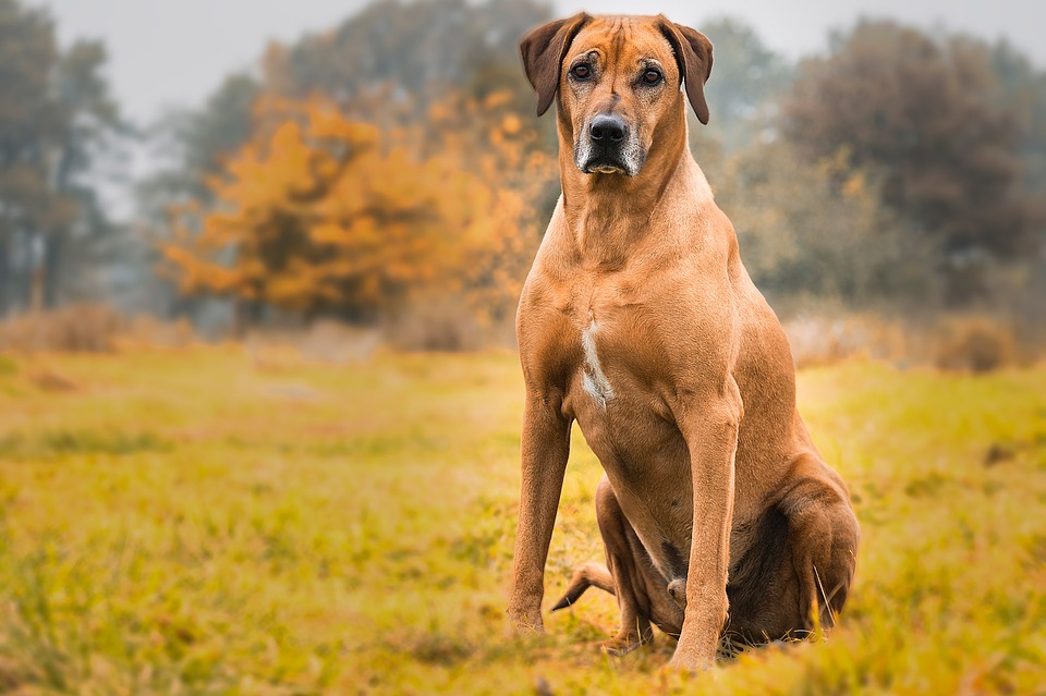 7 Best Guard Dog Breeds To Protect Your Home 24/7